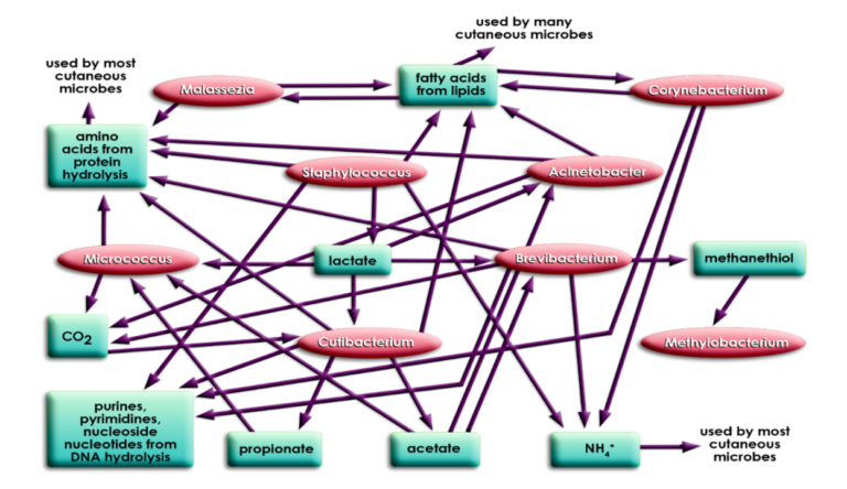 Figure 1: The skin microbiota food web.